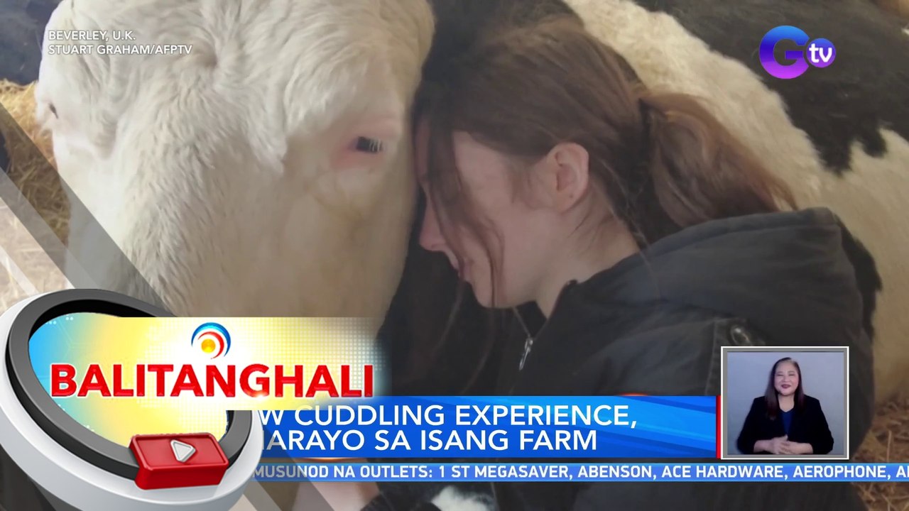 Cow Cuddling experience, dinarayo sa isang farm | BT - video Dailymotion