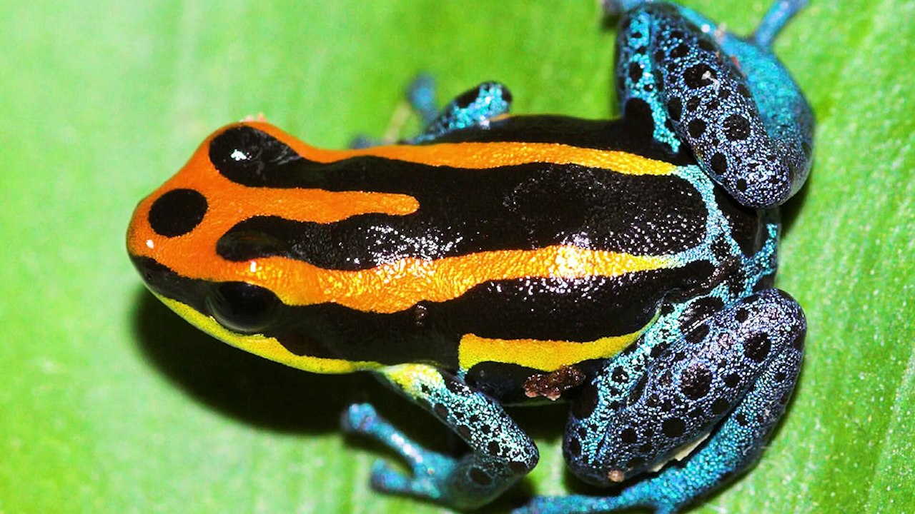 Top 10 animals of the Amazon !! - video Dailymotion