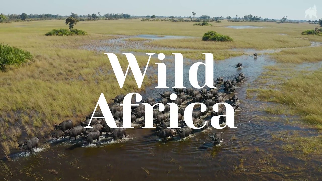 African Wildlife Collection in 4K ULTRA HD - With Cinematic Sounds # ...