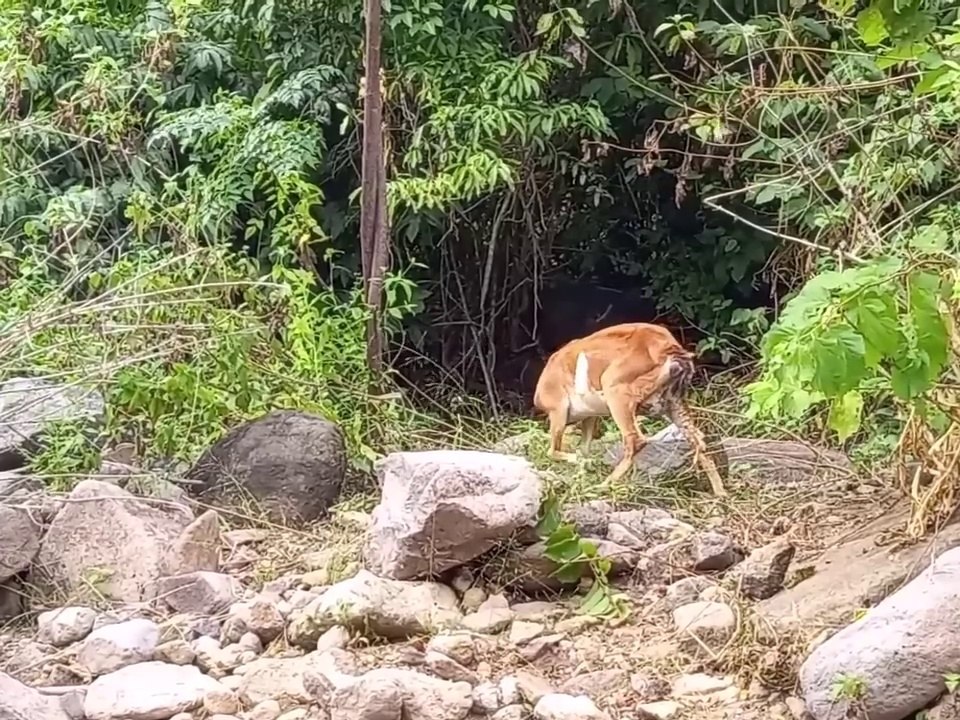 Komodo Dragon's Stealthy Hunt A Goat I Komodo Dragon's Hunting ...