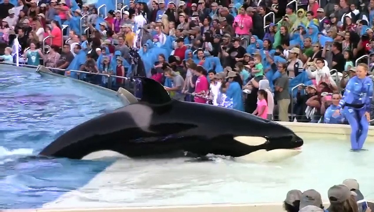 Blackfish 2 Bande-annonce (EN) - Vidéo Dailymotion