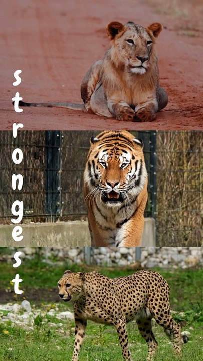 Strongest Big Cat! | performances of Lion | Tiger | Leopard, - Vidéo ...