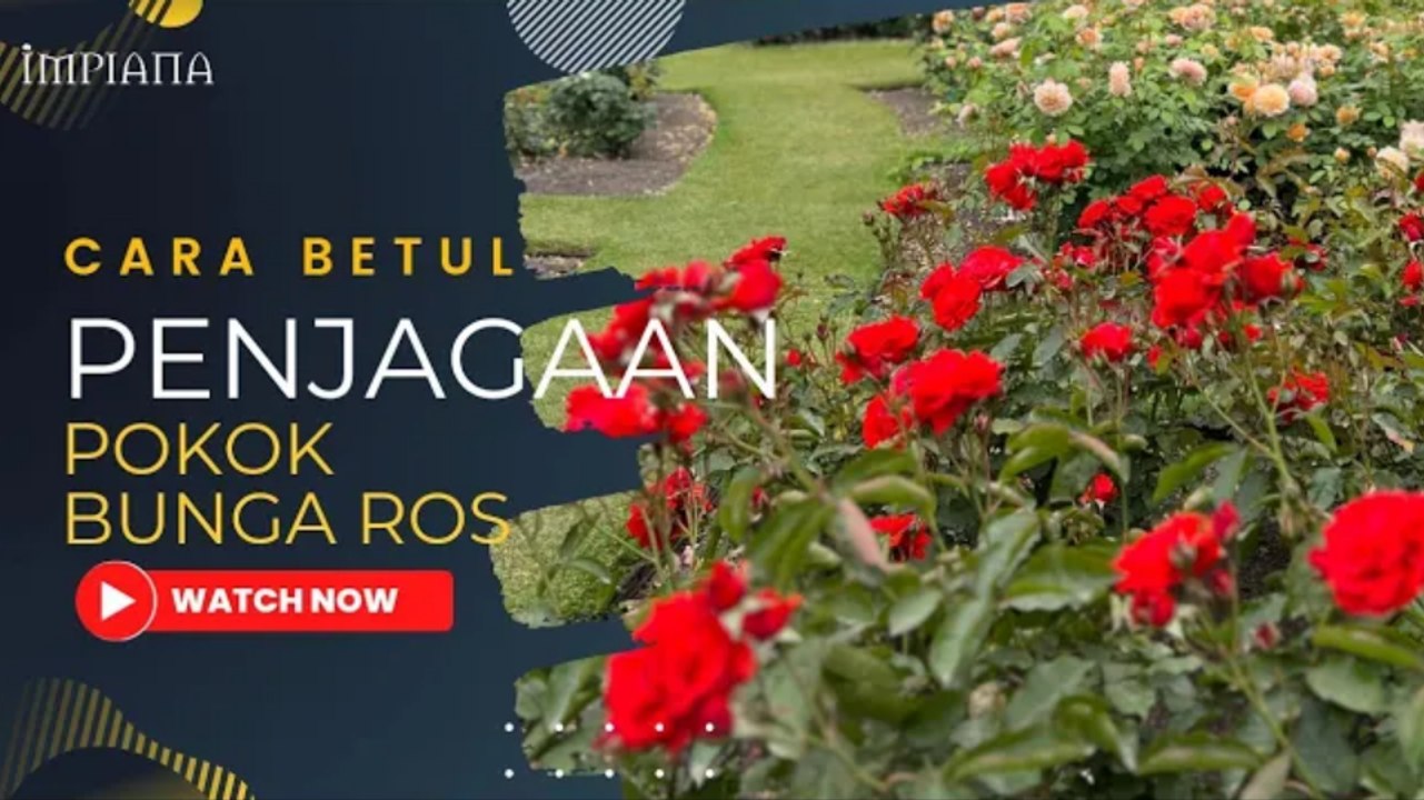 Cara Betul Penjagaan Pokok Bunga Ros - Video Dailymotion