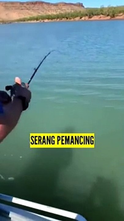 Reaksi Pemancing Profesional Dapat Ikan Warna-warni - Video Dailymotion