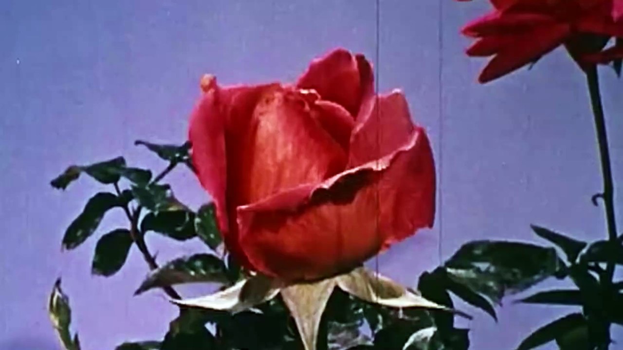 Primavera | movie | 2022 | Official Trailer - video Dailymotion