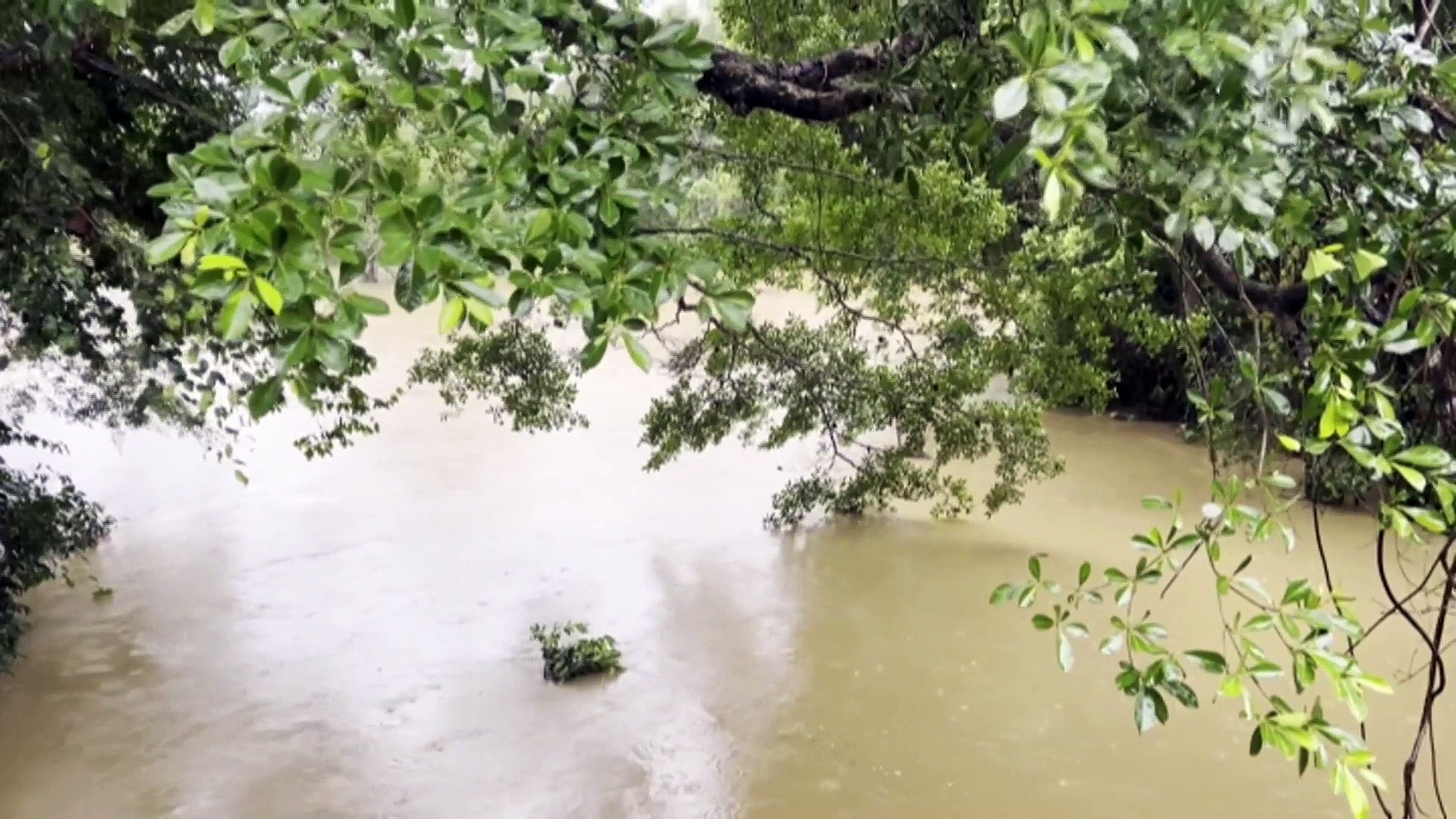 Rain and damaging winds affecting Far North Queensland
