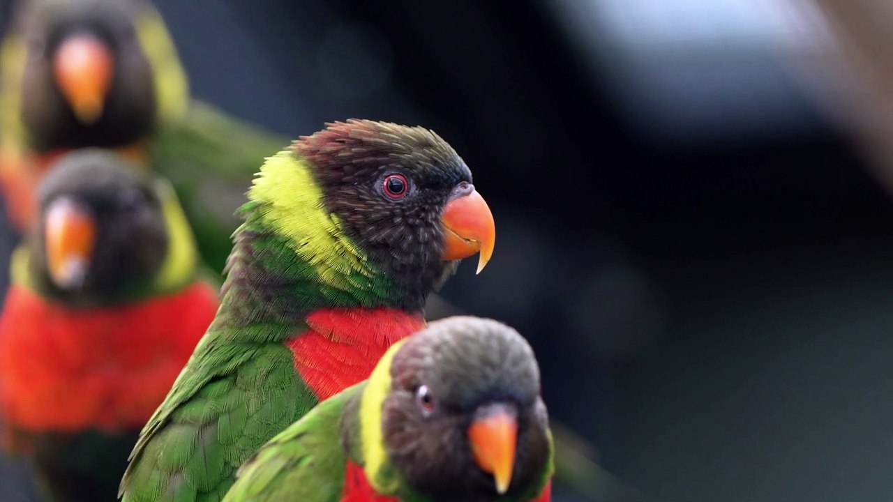 Two of the world's rarest parrot chicks hatch at Chester Zoo - video ...