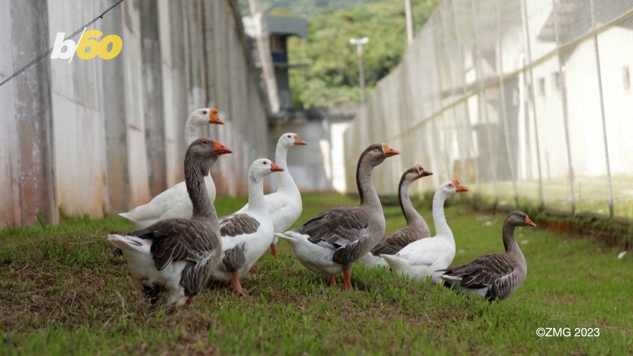 Brazilian Prison Swaps Out Guard Dogs for Guard Geese - video Dailymotion