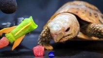 ASMR MUKBANG _ Turtle Tortoise Eating Food Marble150 _ Animal ASMR ...