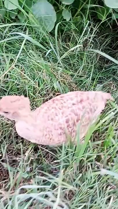 teetar wild pakshi - video Dailymotion