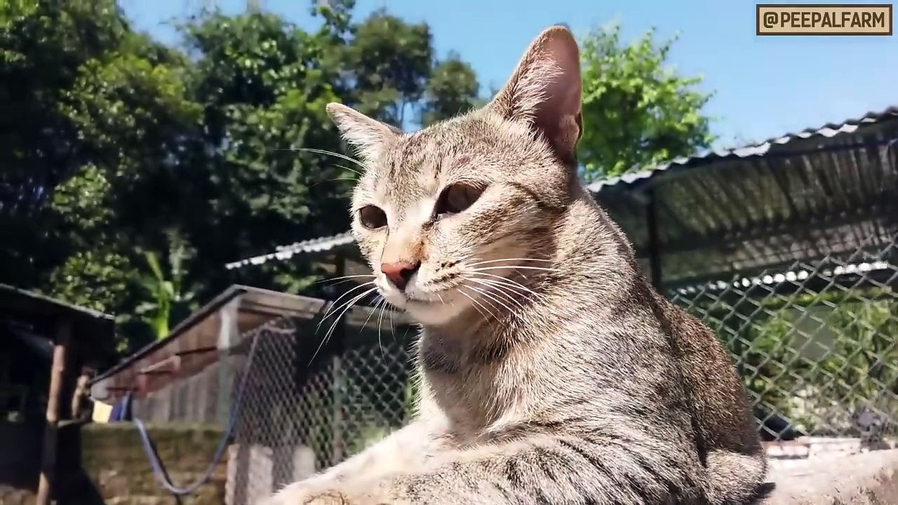 Ajeeb friends wali cat ki story _ A cat friends with monkey_ cow_ sheep ...