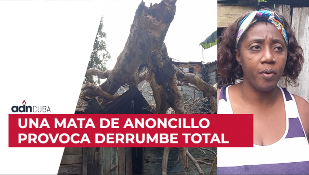 Una mata de anoncillo provoca derrumbe total - video Dailymotion