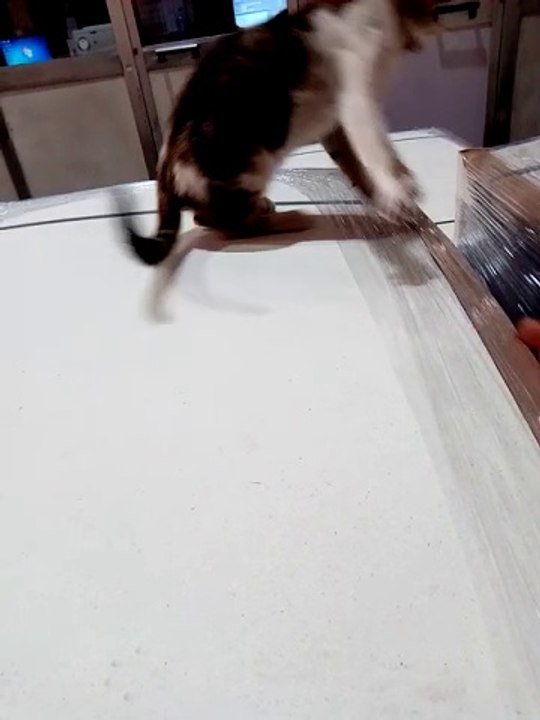 my cat playing - فيديو Dailymotion