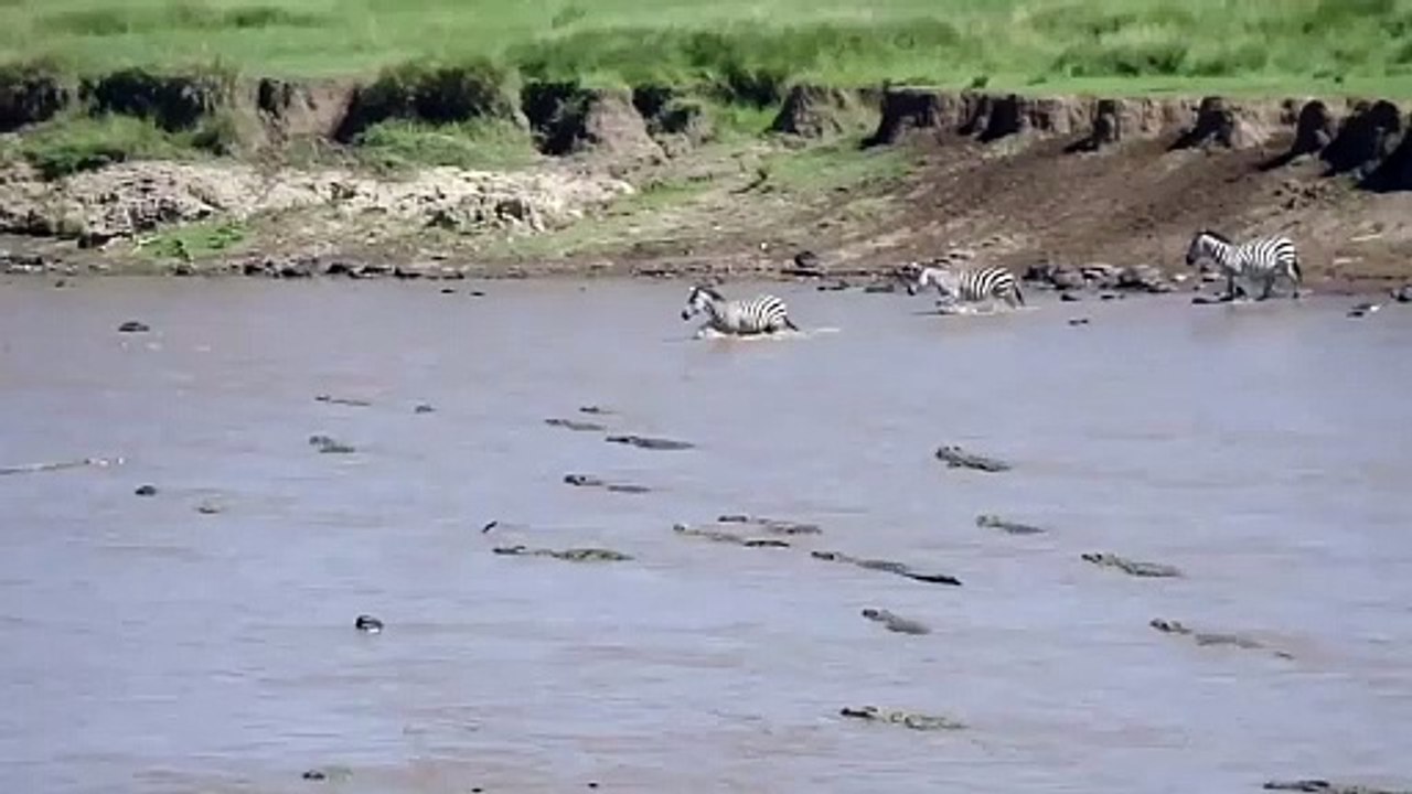 huge crocodile attacks zebra crossing the african - Vidéo Dailymotion