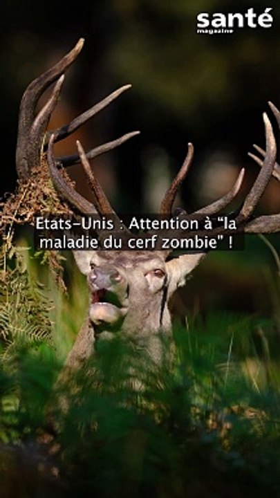 États-Unis : attention à "la maladie du cerf zombie" ! - Vidéo Dailymotion