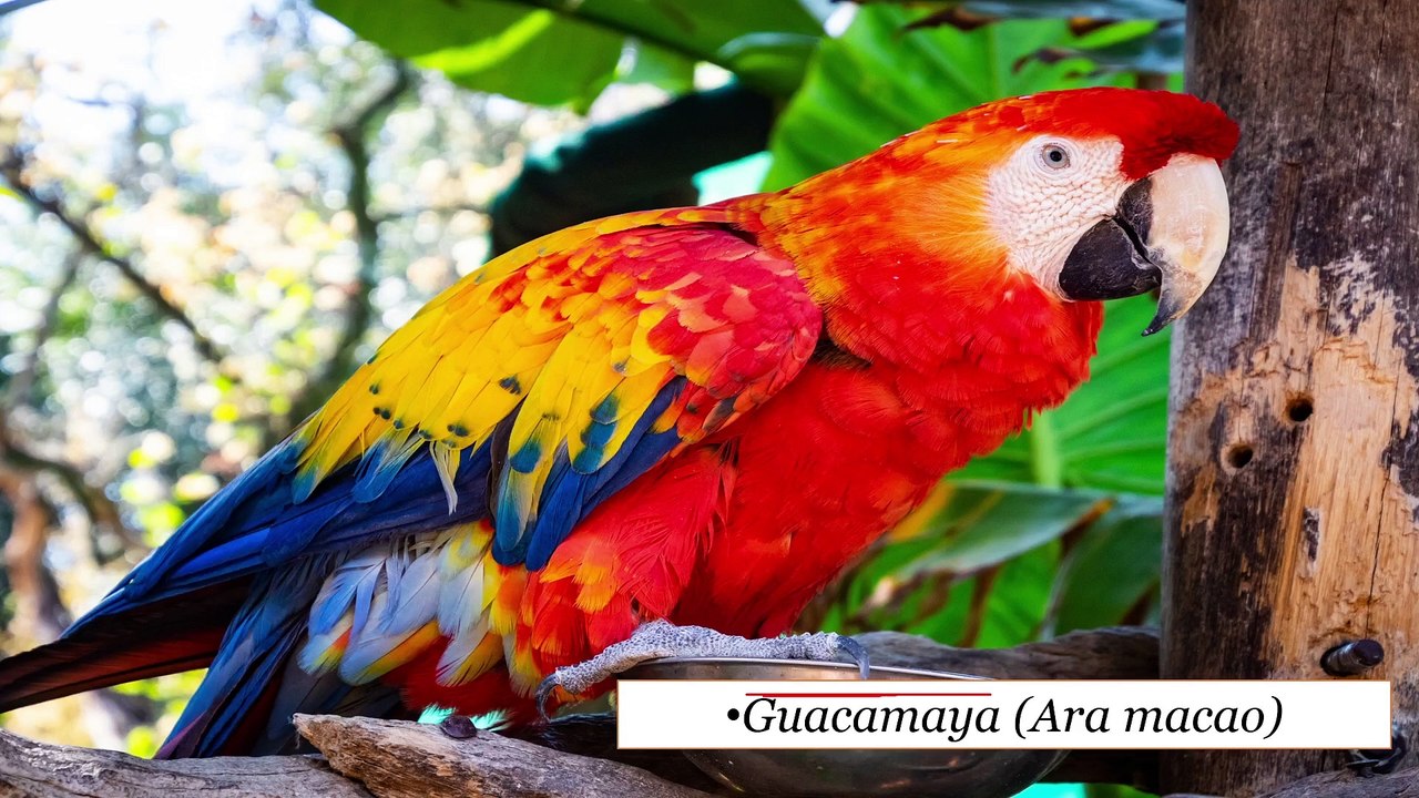 Los animales de la selva - Vídeo Dailymotion