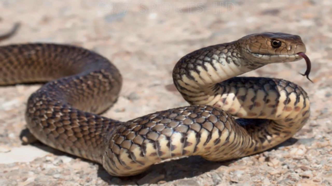 Moment: Killer SNAKE Slithers on the Court and play is Suspended until ...