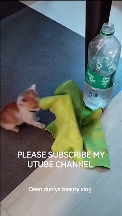 cute Billi ka bacha dekho kaise milk pi raha h cute cat - video Dailymotion