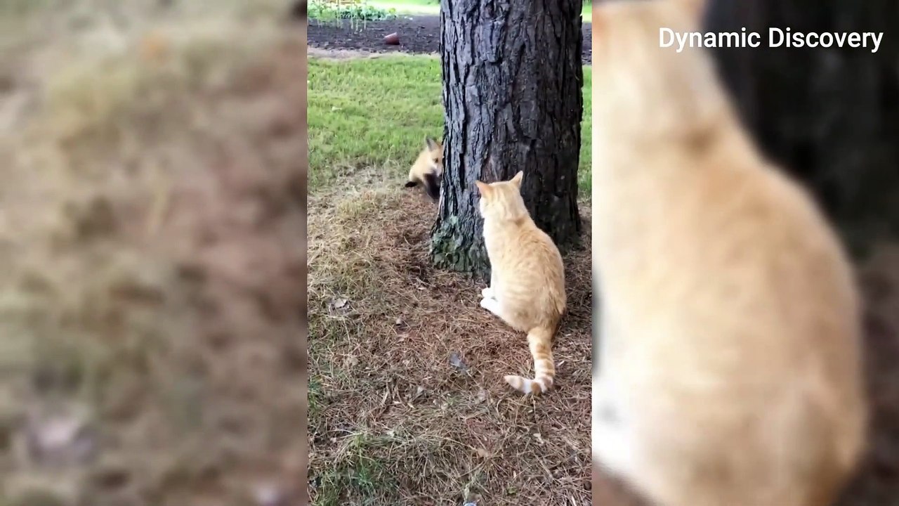 This Bear Messed With The WRONG OPPONENT! - video Dailymotion