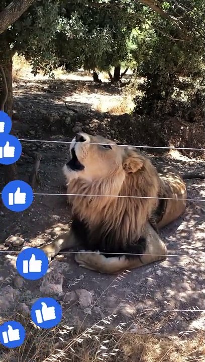 Hear the King of the Jungle Roar - video Dailymotion