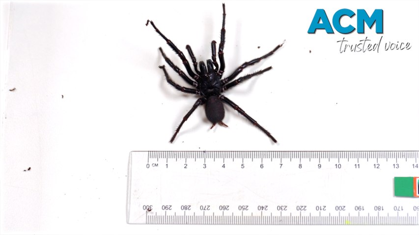 Is this Australia's largest funnel-web spider? | The Advocate | Burnie, TAS