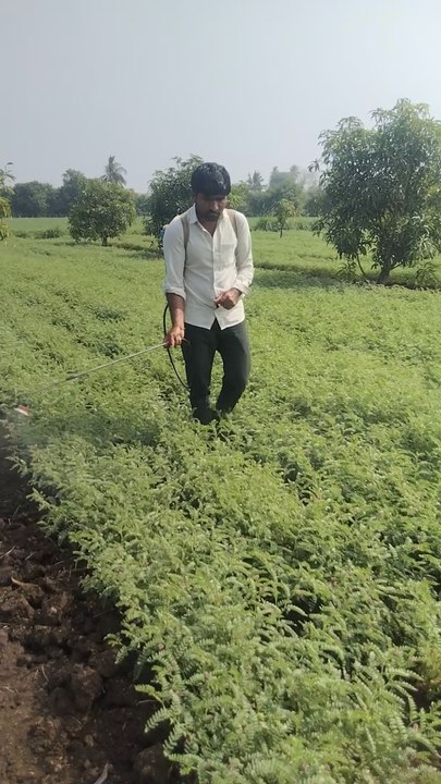 Chana Ni kheti - video Dailymotion