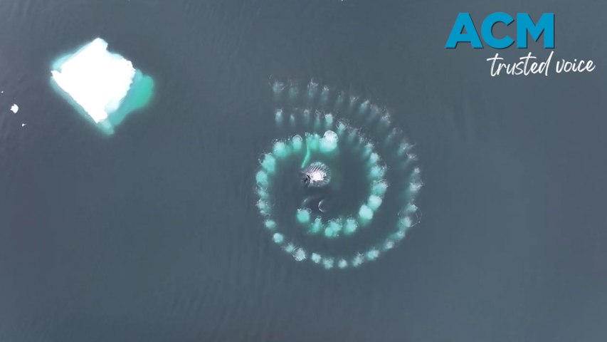 Humpback whales create a Fibonacci spiral in the Antarctic | The ...
