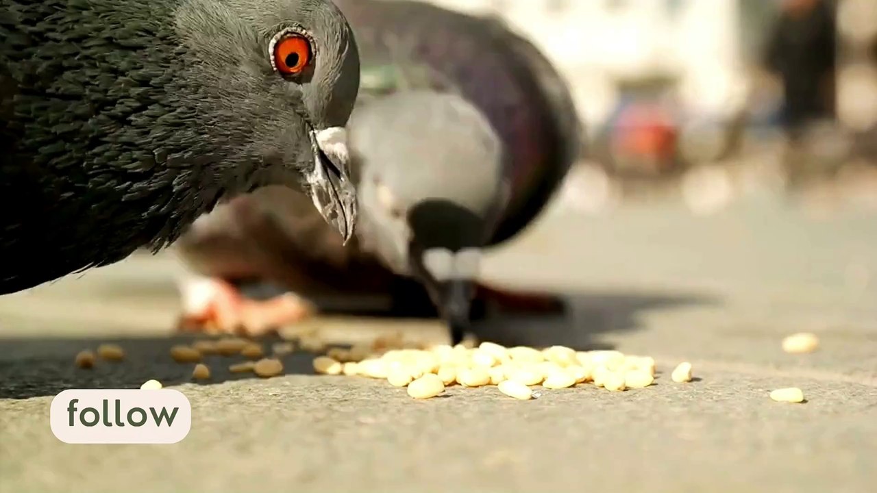 Pigeon eating grains - video Dailymotion