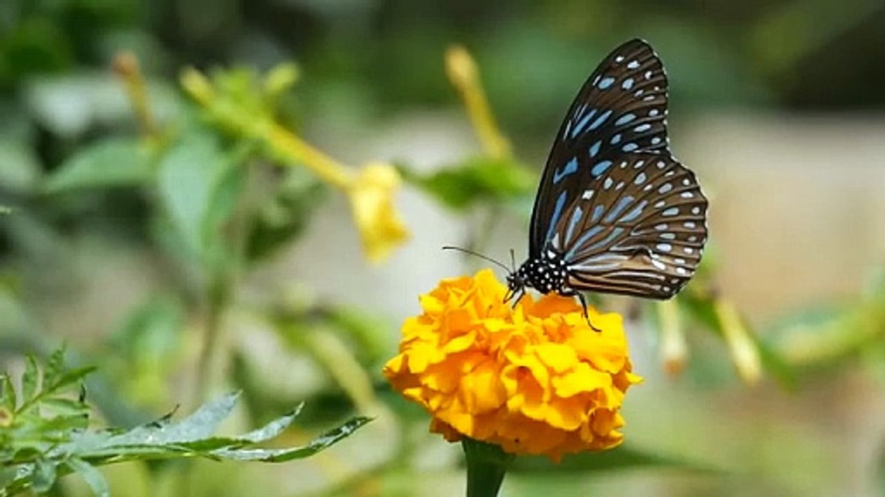 Butterfly botany flower - video Dailymotion