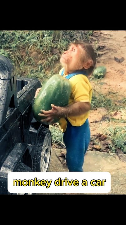 Monkey drive a car - video Dailymotion