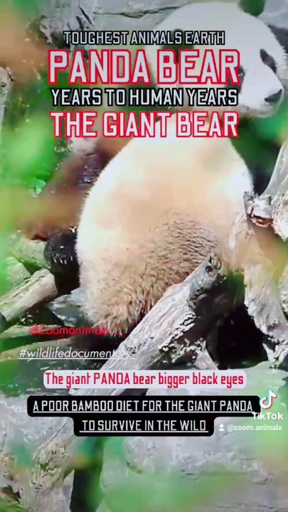 the giant red panda bear, pandas don't love mam, toughest animal earth ...