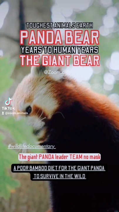 Pand a team leader, panda team leader with no mask, panda birthday ...