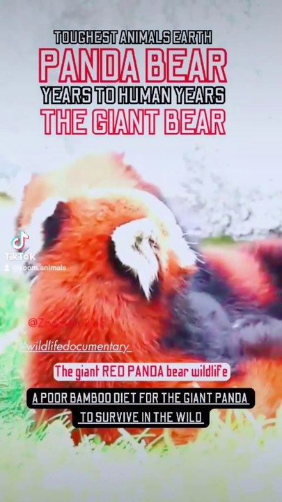 the giant red panda bear, pandas reserves bamboo jungle, panda don't ...