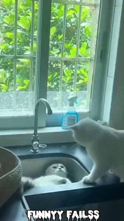 Cat Capers: Hilarious Hijinks and Furry Fails! - video Dailymotion