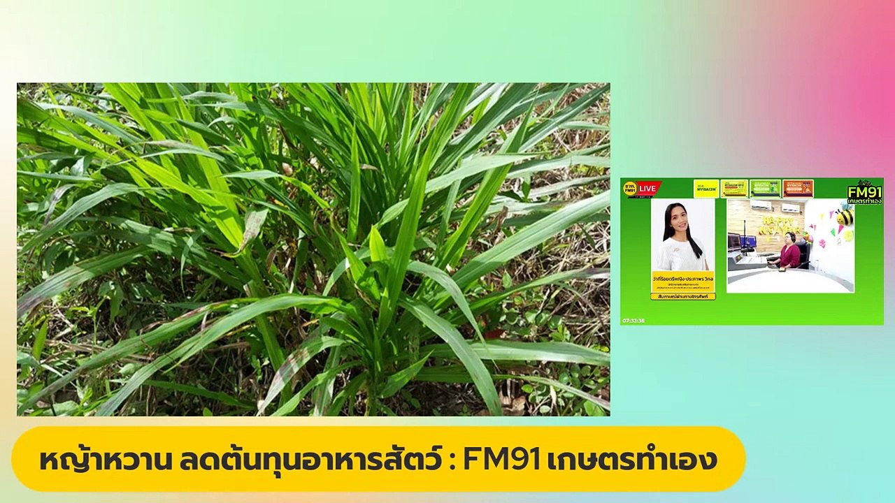 หญ้าหวาน ลดต้นทุนอาหารสัตว์ : FM91 เกษตรทำเอง : 14 มกราคม 2567 - video Dailymotion