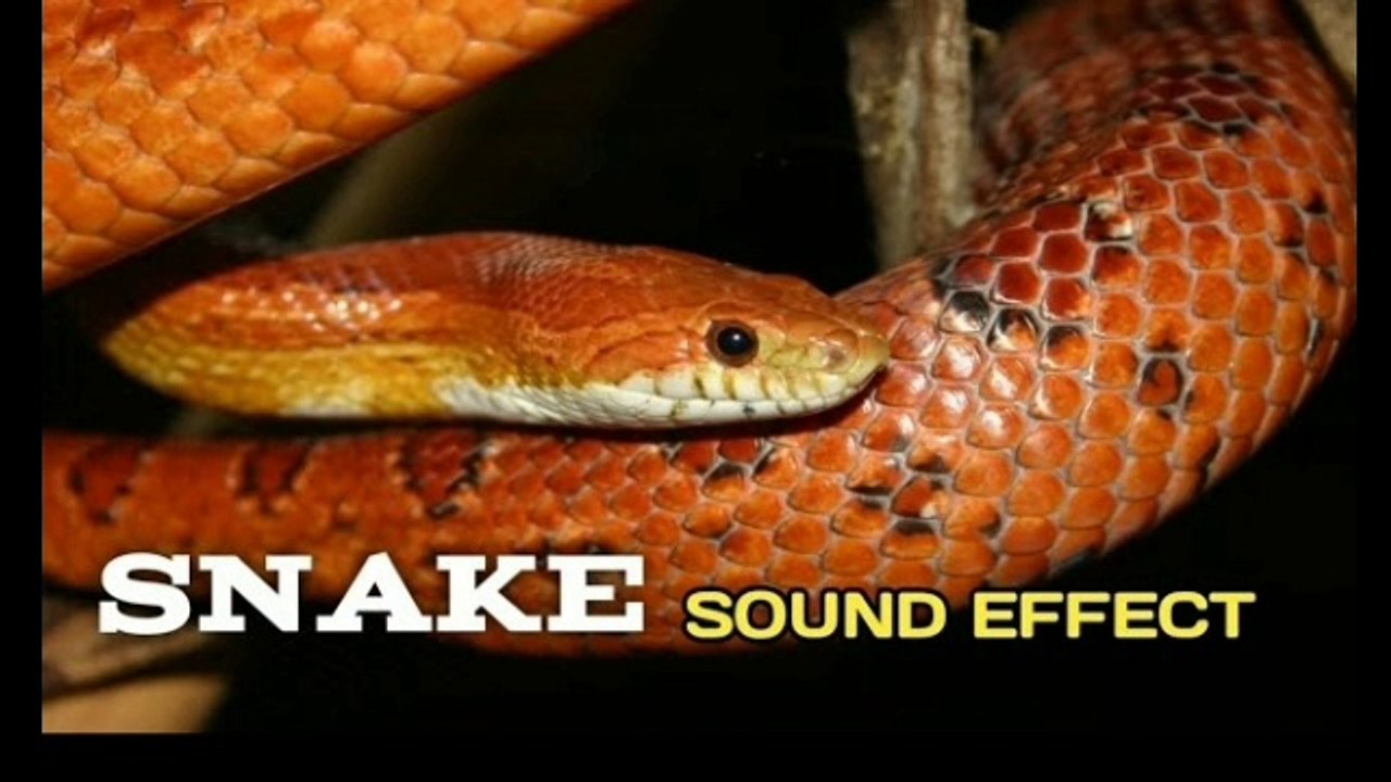 snake- sound effect| snake cobra hissing sound - video Dailymotion