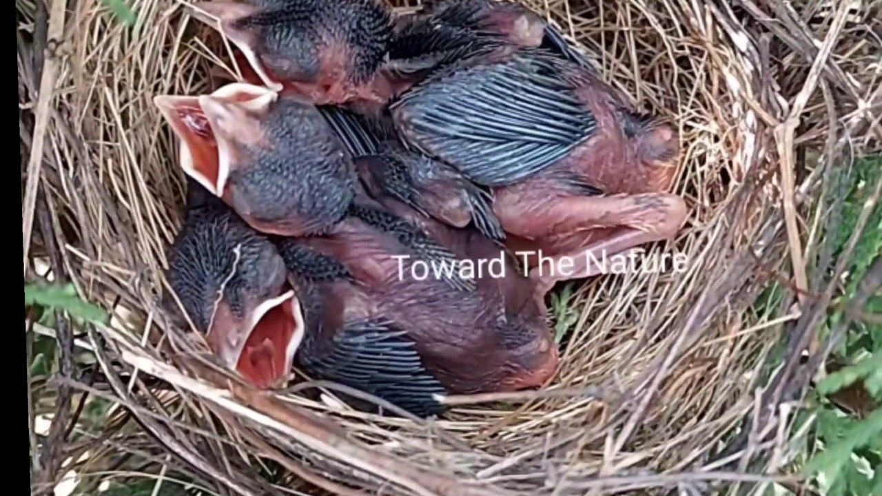 Bulbul birds life cycle | bulbul baby birds | bulbul bird sound - video ...