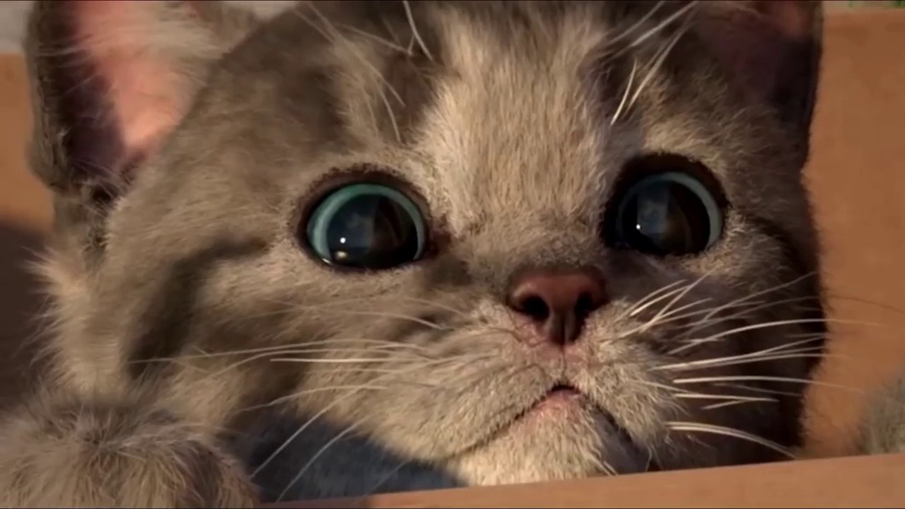 El GATO En La VIDA REAL, Little Kitten My Favorite Cat, Lindo Gatito ...