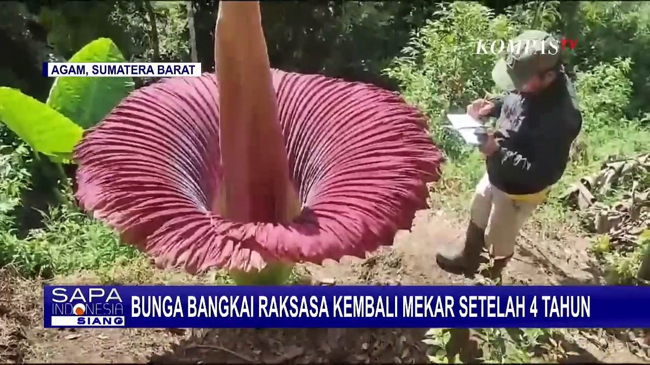 Bunga Bangkai Raksasa di Sumbar Kembali Mekar Setelah 4 Tahun - Video ...