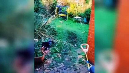 UCF-boxing par Funny Videos - Dailymotion