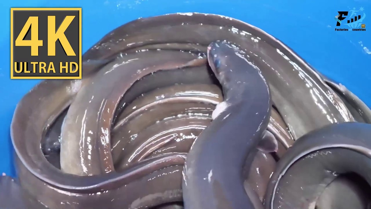 Eel Farming Unveiled: The Fascinating Journey from Aquatic Habitat to ...