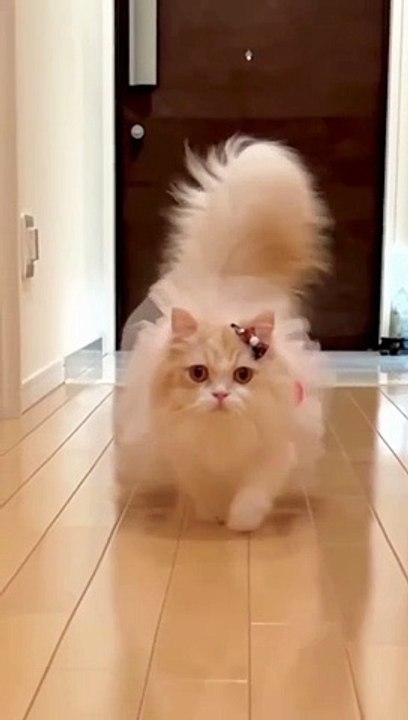 قطط كيوت _ _cat(720P_HD) - فيديو Dailymotion