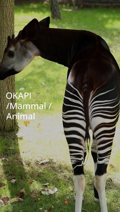 How are Okapis - video Dailymotion