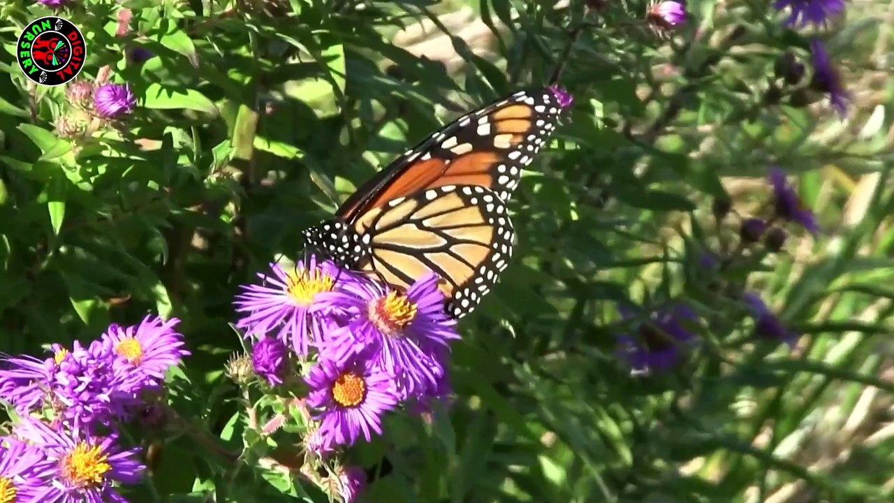 butterflies - video Dailymotion