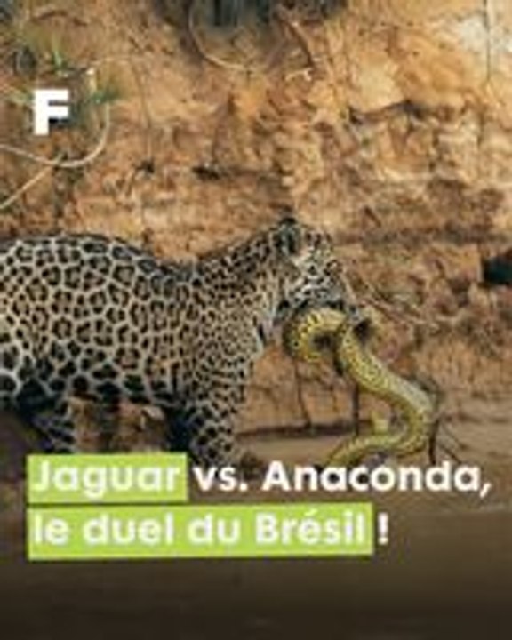 Jaguar vs. Anaconda : le duel épique de la nature au cœur du Pantanal ...