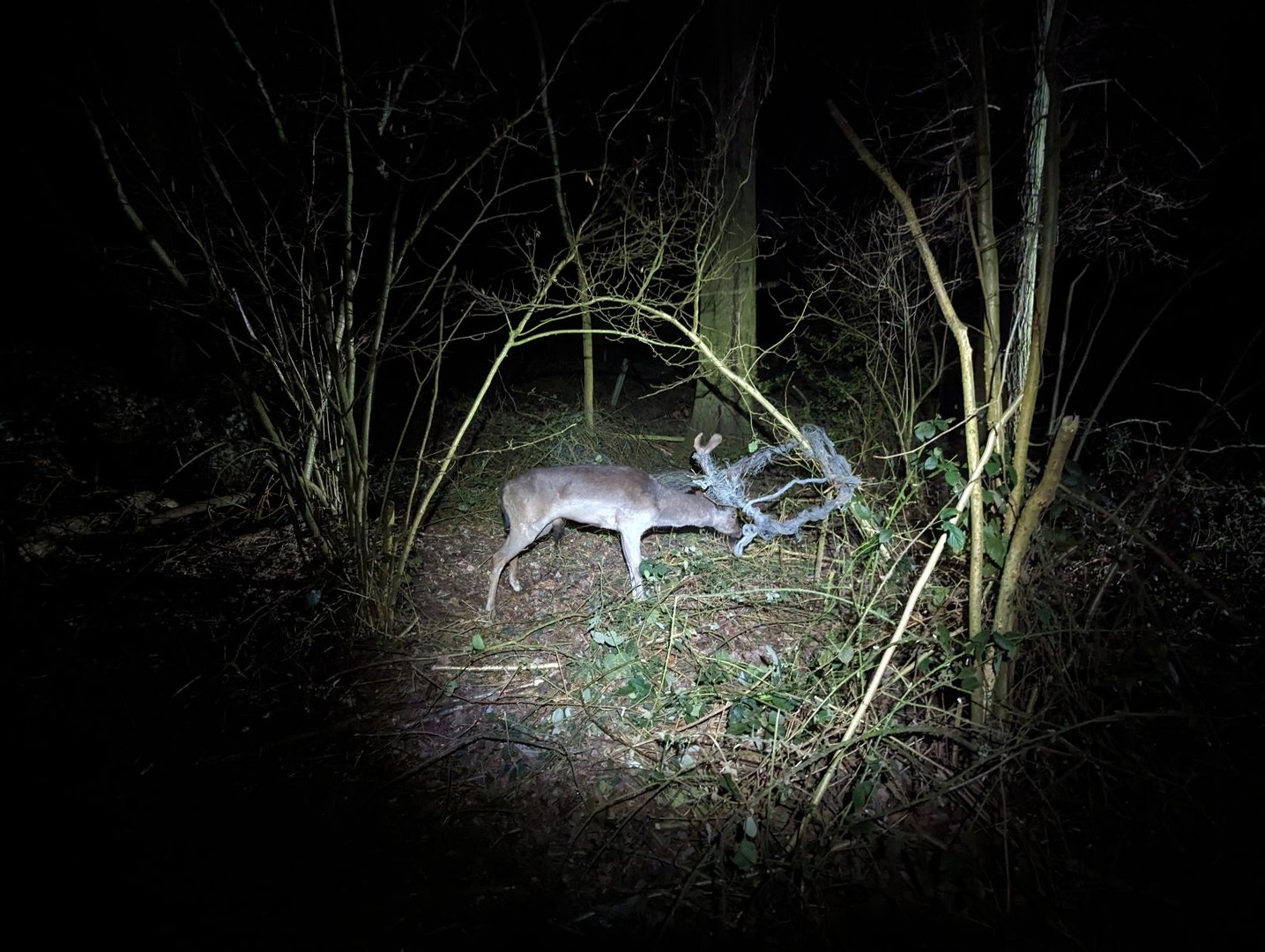 Whitetail Deer Stuck In Fence Steve Griffin: Whitetails Adapt, And