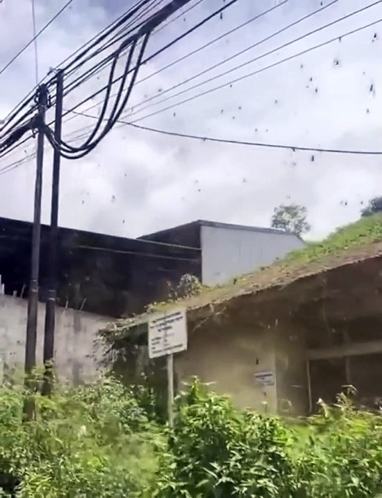 Spider invasion in Bali - video Dailymotion