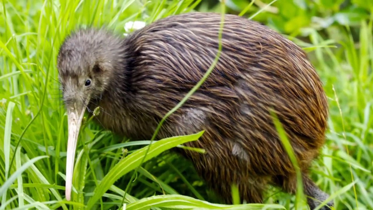 2 Kiwis nacen en libertad en Nueva Zelanda en la capital de Wellington ...