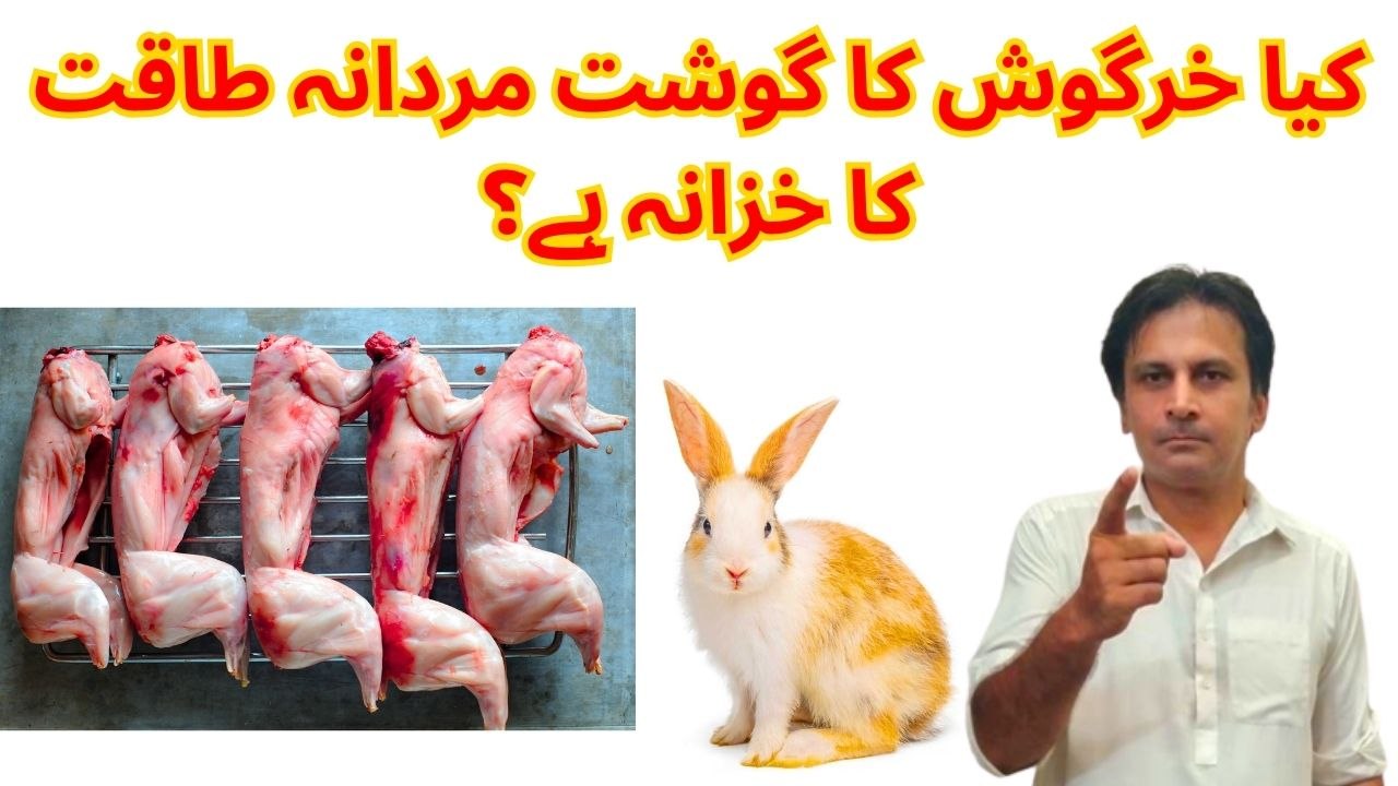 Rabbit meat benefits | Khargosh ke gosht ka mizaj aur fayde | Arshad ...