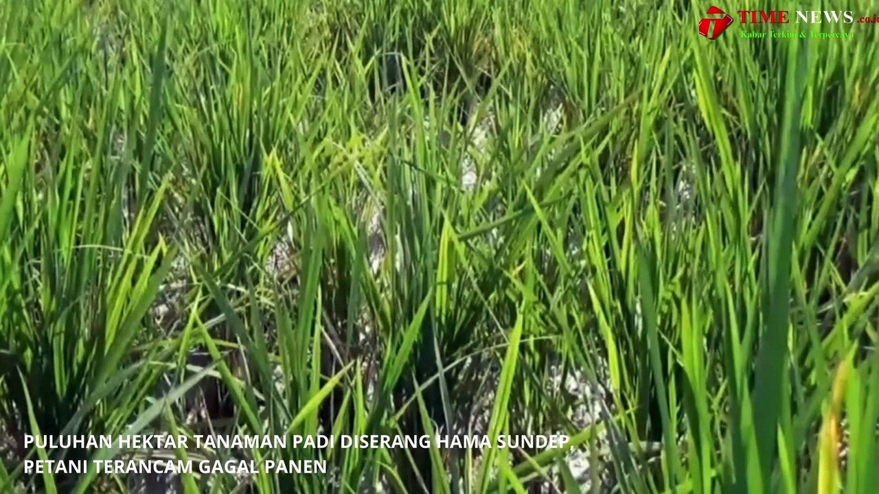 PULUHAN HEKTAR TANAMAN PADI DISERANG HAMA SUNDEP, PETANI TERANCAM GAGAL ...